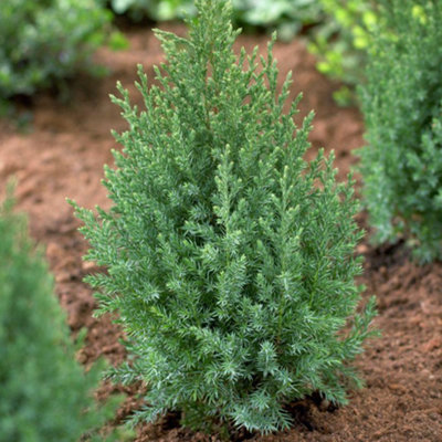 Juniperus Stricta Garden Plant - Columnar Evergreen, Compact Size (20 ...