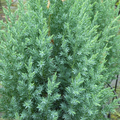 Juniperus Stricta Garden Plant - Columnar Evergreen, Compact Size (20 ...