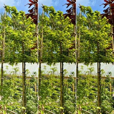 Just Pleachy 3 x Beech Pleached Trees (Fagus sylvatica, 180cm Clear ...