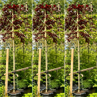 Just Pleachy 3 x Copper Beech Pleached Trees (Fagus sylvatica ...