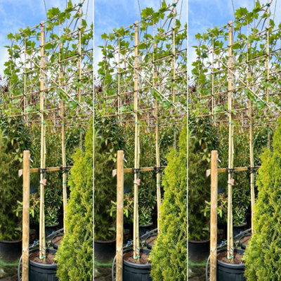 Just Pleachy 3 x London Plane Pleached Trees (Platanus hispanica, 180cm ...