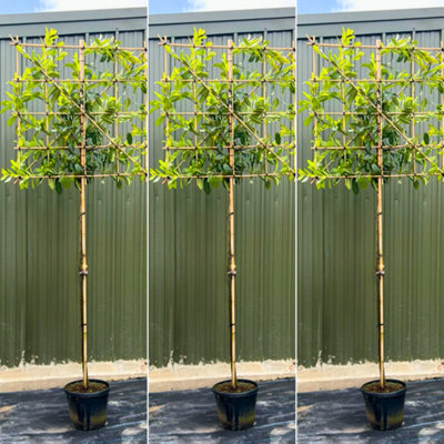 Just Pleachy 3 x Novita Cherry Laurel Pleached Trees (Prunus ...