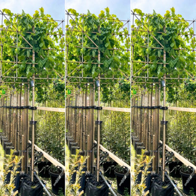 Just Pleachy 3 x Small-Leaved Lime Pleached Trees (Tilia cordata ...