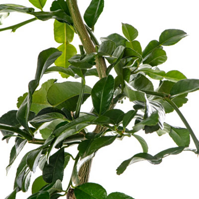 Kaffir Lime Tree - Outdoor Fruit Tree, Grow Your Own Tasty Fruits ...