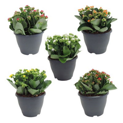 Kalan Bl Gardenlina Mixed Pa, 19cm Pot Size, 30cm Tall, Geranium ...