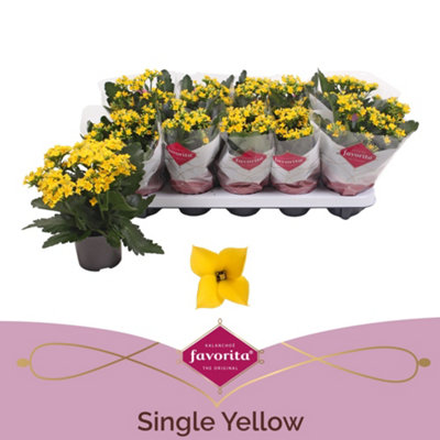 Kalan Bl Geel, 510cm Pot Size, 22cm Tall, Zinnia