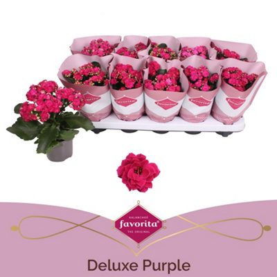 Kalan Gev Donker Rose Deluxe, 510cm Pot Size, 22cm Tall, Rose | DIY at B&Q
