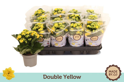 Kalan Gev Geel, 9cm Pot Size, 19cm Tall, Kalanchoe, Indoor Houseplant