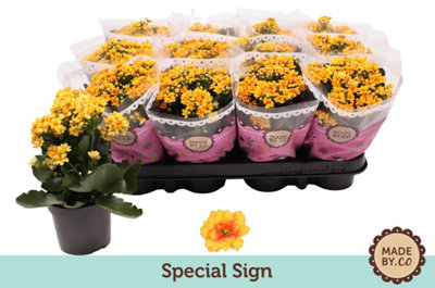 Kalan Gev Geel Special Sign, 9cm Pot Size, 19cm Tall, Kalanchoe