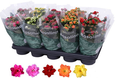 Kalan Gev Mixed, 12cm Pot Size, 27cm Tall, Kalanchoe Gev Geel Royale ...