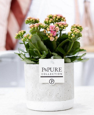 Kalan Gev Roze Ceramic Jade, 12cm Pot Size, 27cm Tall, Jade, Indoor ...