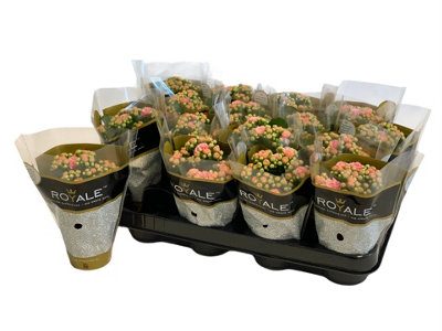 Kalan Mini Gev 2Kl Roze - Wit, 7cm Pot Size, 15cm Tall, Kalanchoe