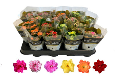 Kalan Mini Gev Mixed Royale, 7cm Pot Size, 15cm Tall, Begonia