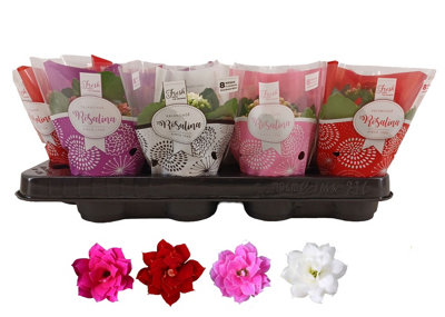 Kalan Mini Gev Mixed Valenti, 7cm Pot Size, 15cm Tall, Kalanchoe