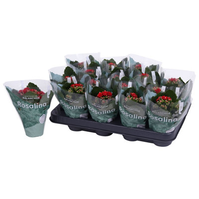 Kalan Mini Gev Rood, 7cm Pot Size, 15cm Tall, Easter Mixed Mini ...