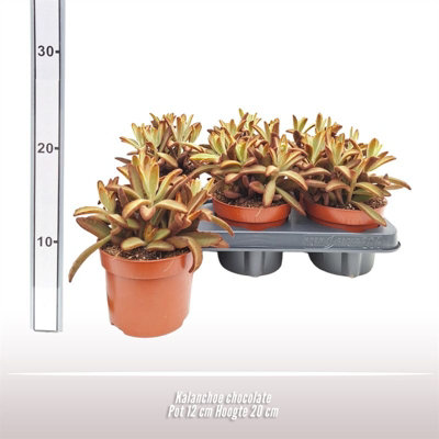 Kalanchoe Chocolate, 12cm Pot Size, 20cm Tall, Paddle plant, Indoor ...