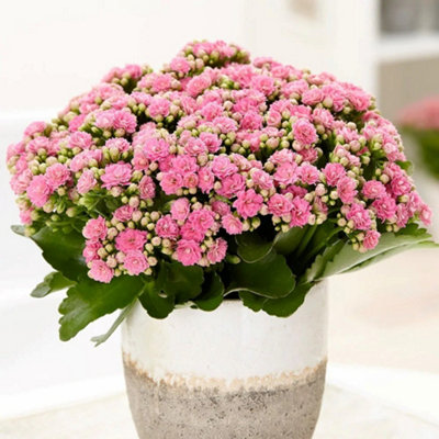 Kalanchoe Don Nando Pink Flaming Katy 12cm Pot 25cm Tall Flowering ...