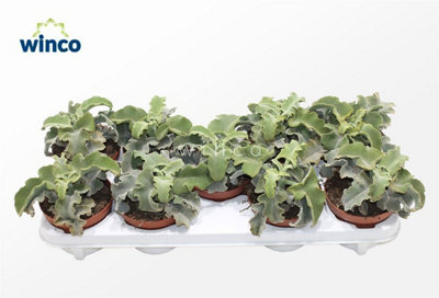 Kalanchoe Maltese Cross, 12cm Pot Size, 18cm Tall, Scarlet, Indoor ...