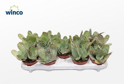 Kalanchoe Marmorata Tiger, 12cm Pot Size, 20cm Tall, Paddle Plant ...