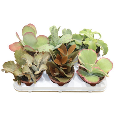 Kalanchoe Mixed, 12cm Pot Size, 15cm Tall, Kalanchoe, Indoor Houseplant