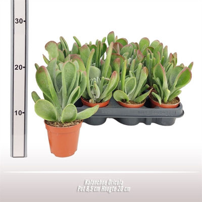 Kalanchoe Oricula, 508cm Pot Size, 20cm Tall, Paddle Plant, Indoor ...