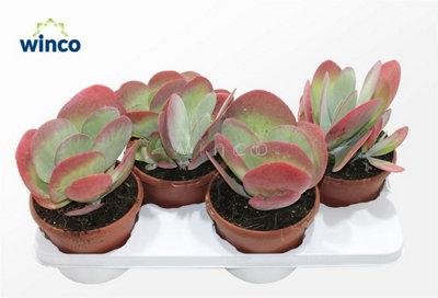 Kalanchoe Thyrsiflora, 17cm Pot Size, 35cm Tall, Flapjacks, Indoor ...