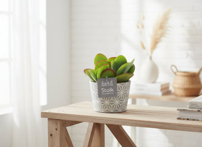 Kalanchoe Thyrsiflora Ceramic Star Pot size 13 Cm Height 30 Paddle ...