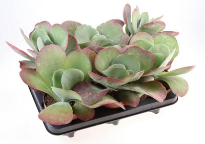 Kalanchoe Thyrsiflora Red Lips, 12cm Pot Size, 20cm Tall, Flapjack ...