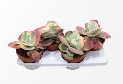 Kalanchoe Thyrsiflora Variagat, 17cm Pot Size, 30cm Tall, Flapjacks ...
