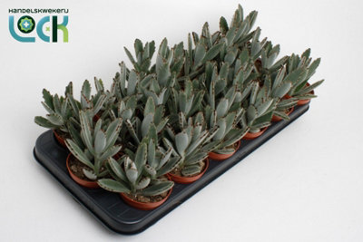 Kalanchoe Tomentosa, 508cm Pot Size, 15cm Tall, Wood Whi Thyrsiflora ...