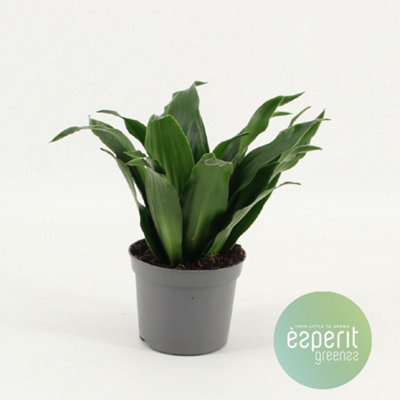 Kalanchoe Tomentosa, 508cm Pot Size, 15cm Tall, Wood Whi Thyrsiflora ...