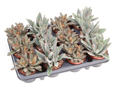 Kalanchoe Tomentosa Mixed , 508cm Pot Size , 12cm Tall , Panda Plant ...