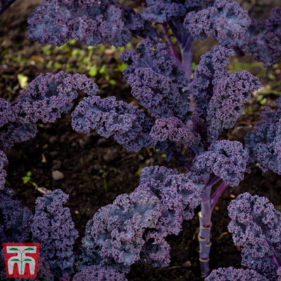 Kale Redbor 12 PostiPlug Plants