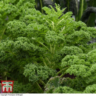 Kale Reflex 12 PostiPlug Plants