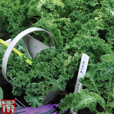 Kale Reflex 12 PostiPlug Plants
