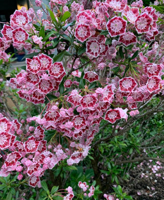 Kalmia latifolia Kaleidoscope - Mountain Laurel, Neat Evergreen Shrub ...