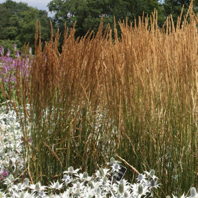 Karl Foerster Feather Reed Grass Calamagrostis Acutiflora Outdoor Plant ...