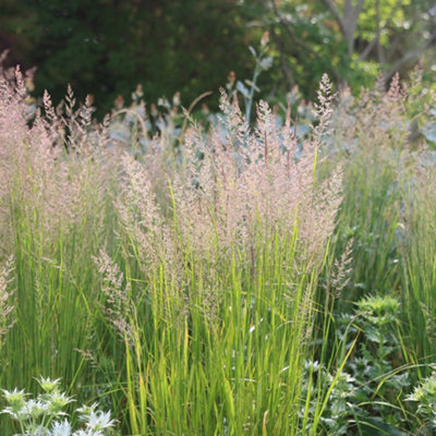 Karl Foerster Feather Reed Grass Calamagrostis Acutiflora Outdoor Plant ...