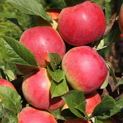 Katy Apple (Malus) Tree - 7Ltr Potted