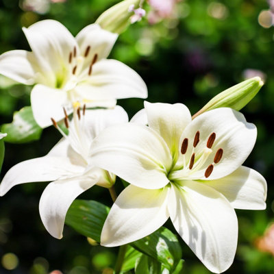 Kent Asiatic Lily 6 x Summer Bulbs - Bright Seasonal Plants for Borders ...