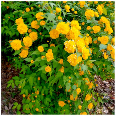 Kerria japonica 'Pleniflora' / Bachelor's Buttons Plant In 2L Pot ...