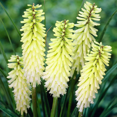 Kniphofia Pineapple Popsicle Plant in 9cm Pot - Unusual Red Hot Poker ...