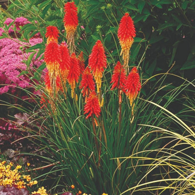 Kniphofia Popsicle Collection - 3 Plug Plants