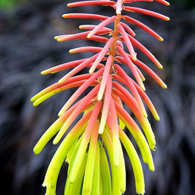 Kniphofia Rufa Rasta Garden Plant - Red Hot Poker Plant, Compact Size ...