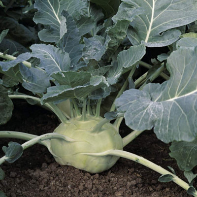 Kohl rabi Kossak 1 Seed Packet