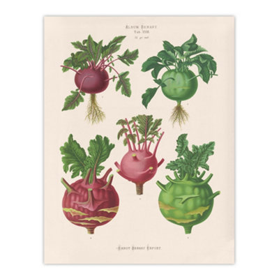 Kohlrabi Turnip Cabbage Ernst Benary Wall Art Poster Print 12X16"