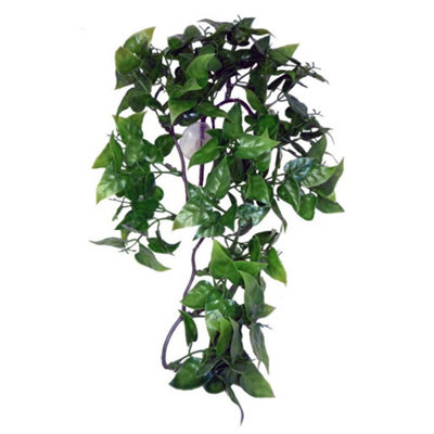 Komodo Philodendron Plant 30cm