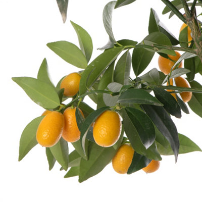 Kumquat Tree - Outdoor Fruit Tree, Grow Your Own Tasty Fruits, Ideal ...
