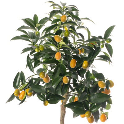 Kumquat Tree - Outdoor Fruit Tree, Grow Your Own Tasty Fruits, Ideal ...