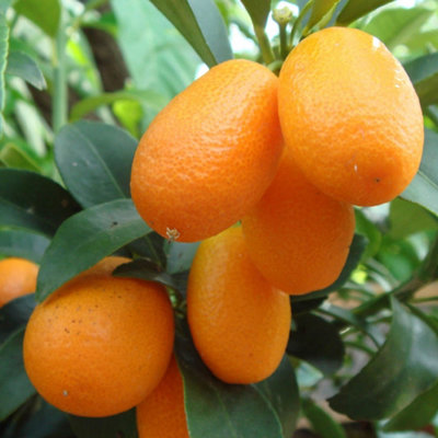 Kumquat Tree - Outdoor Fruit Tree, Grow Your Own Tasty Fruits, Ideal ...
